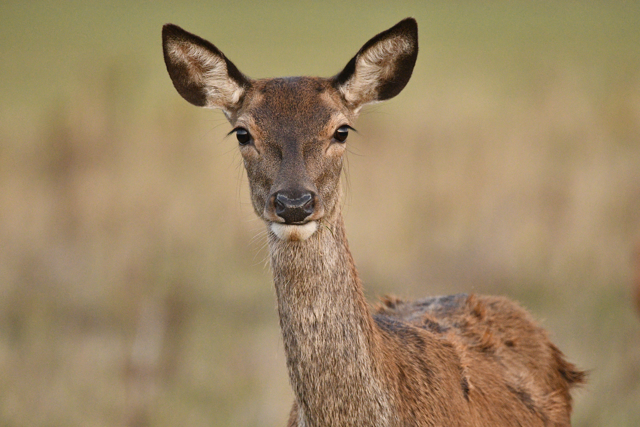Alert Deer Gazing with Innocence and Wilderness Spirit | nature photo ...