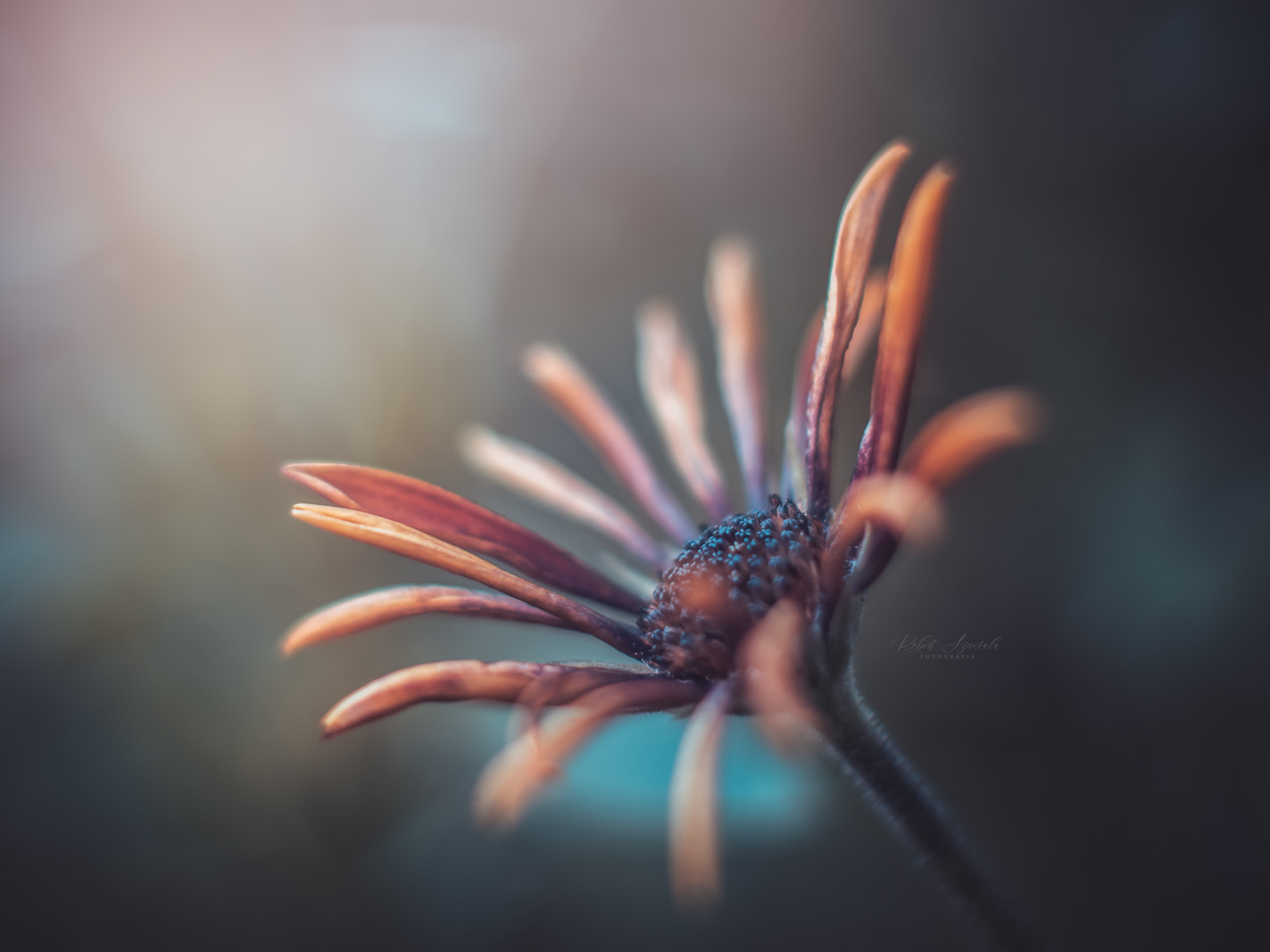 Fading Flower Petals Symbolizing Impermanence and Delicate Beauty ...