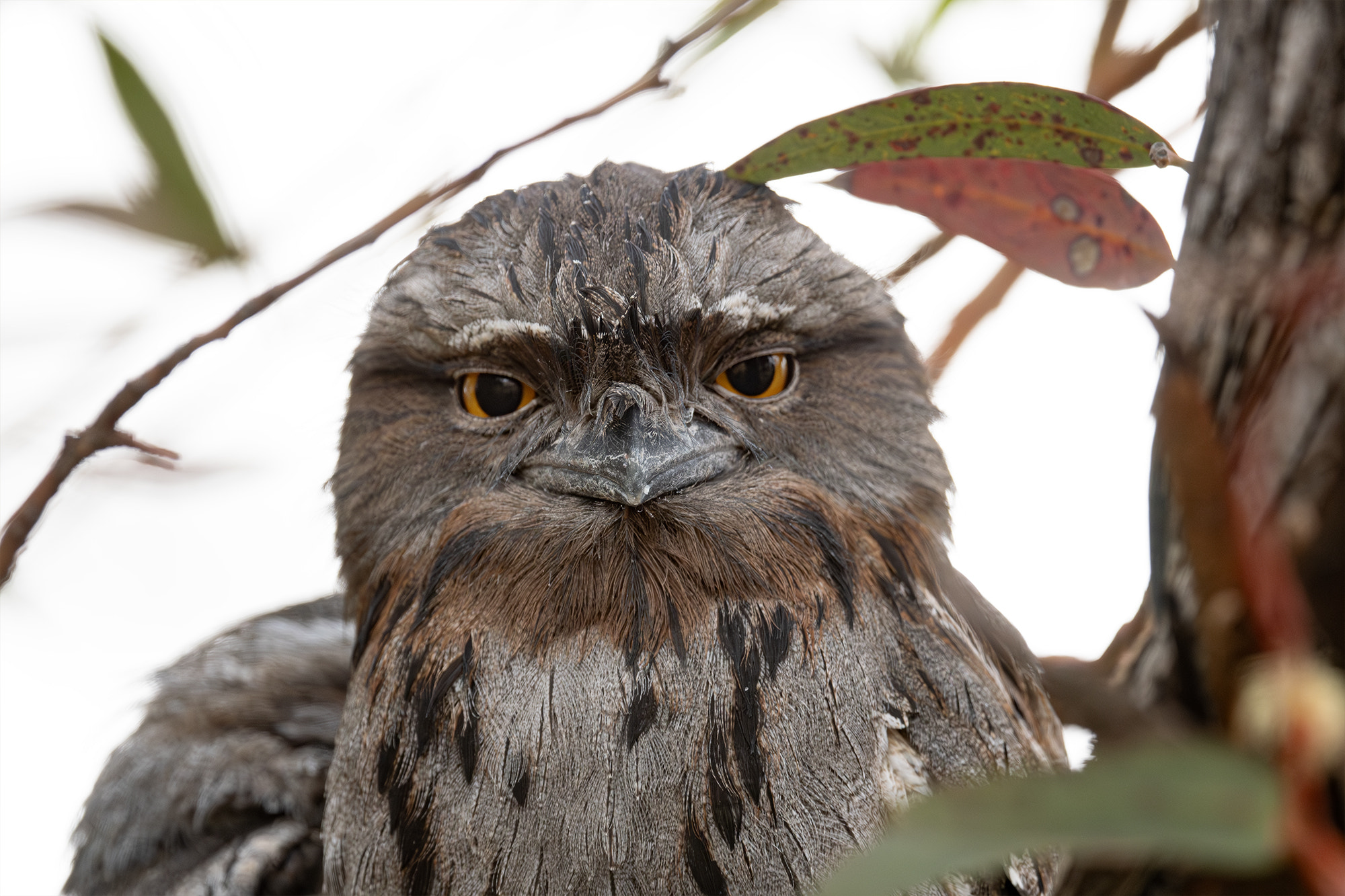 Wise Owl Observes World with Intense Focus and Ancient Wisdom | nature ...