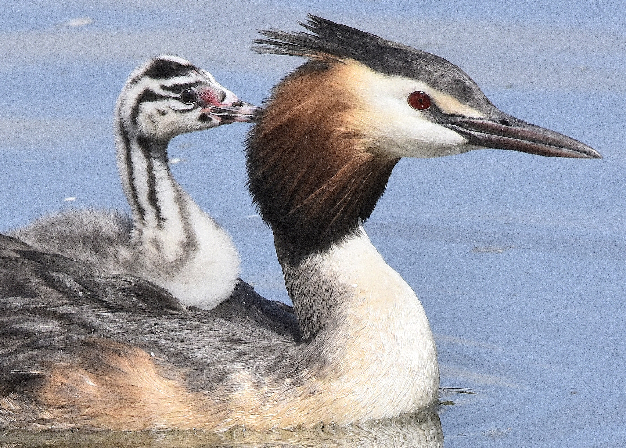 Great Crested Grebe with her chick by Turhan Topacogullari | 500px
