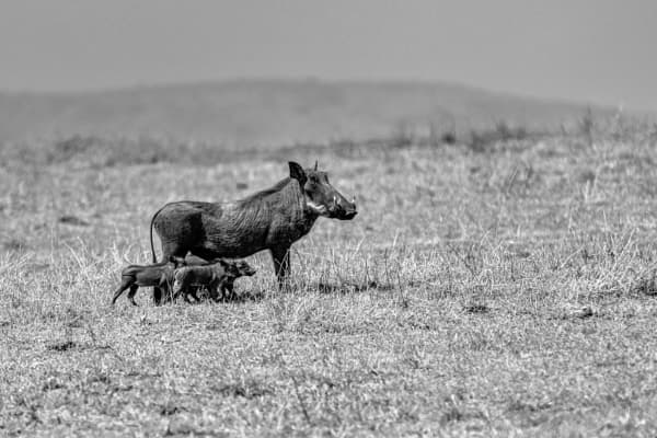 Warthog with Piglets in Field Portraying Nurturing and Survival ...