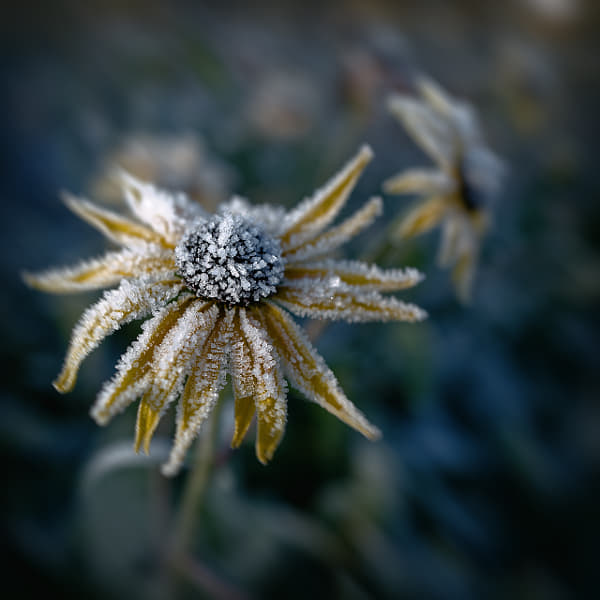 Frosted Flower Enduring Winter's Embrace Symbolizing Resilience ...