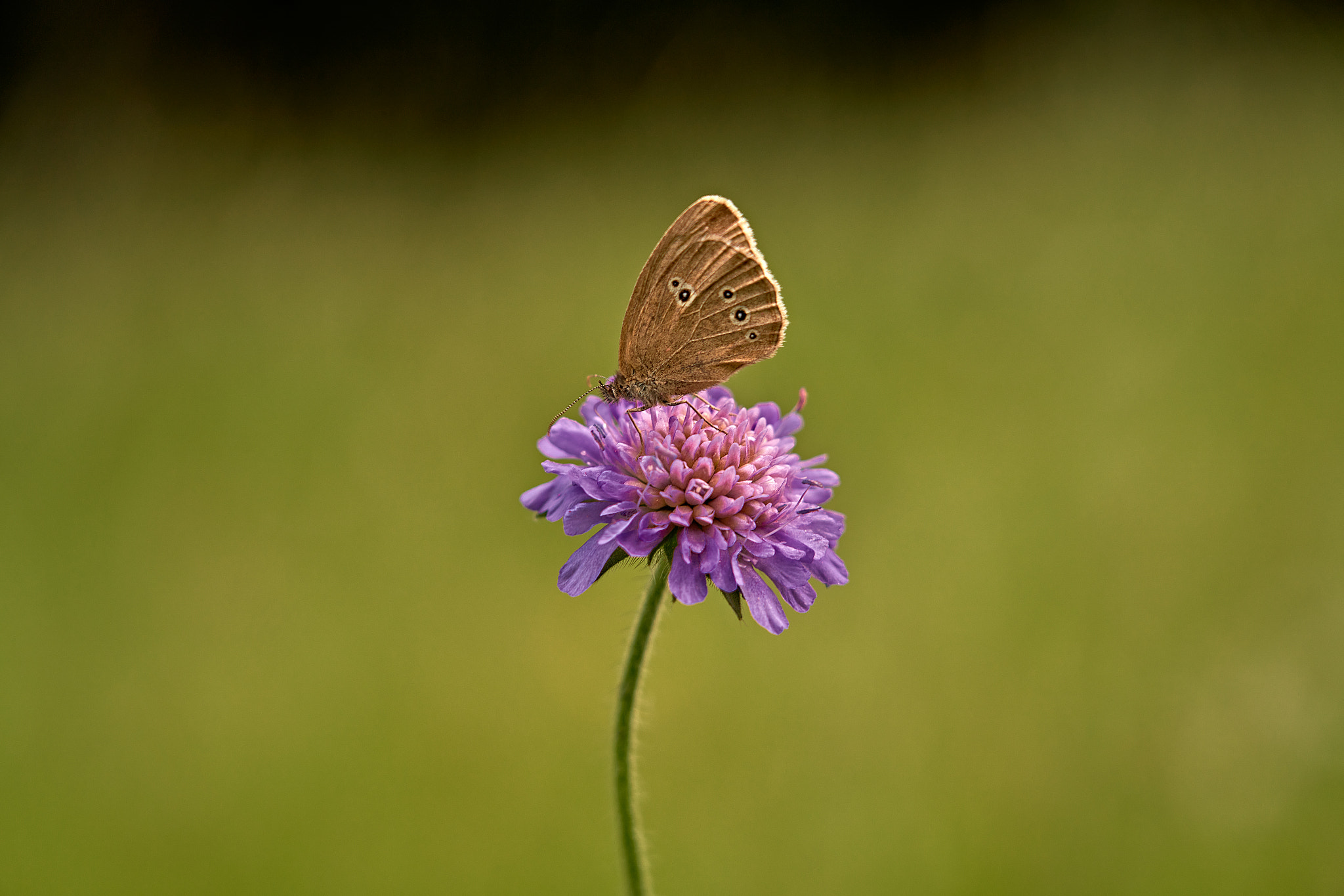 Butterfly on Flower Symbolizing Delicacy and Transformation | nature ...