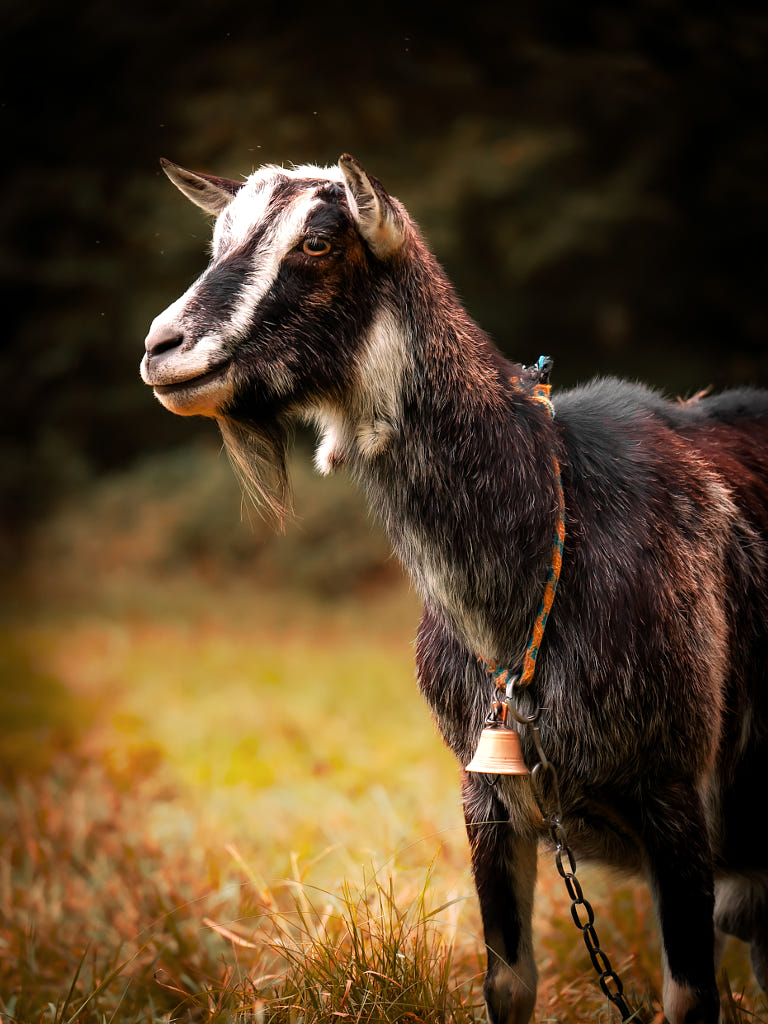 Goat with Bell Portrays Rural Life and Animal Dignity | nature photo by ...