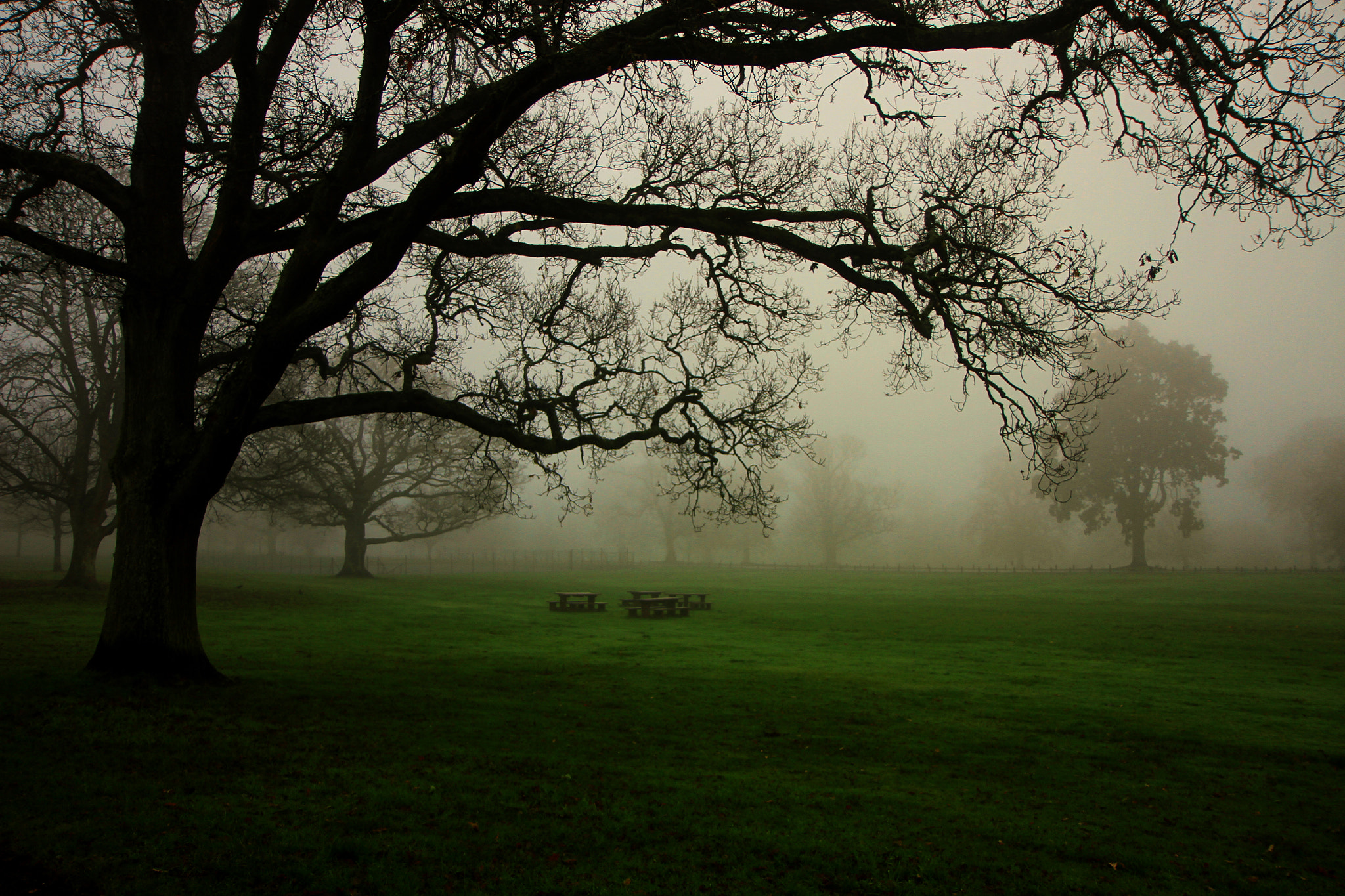 FOG by Hilda Murray | 500px