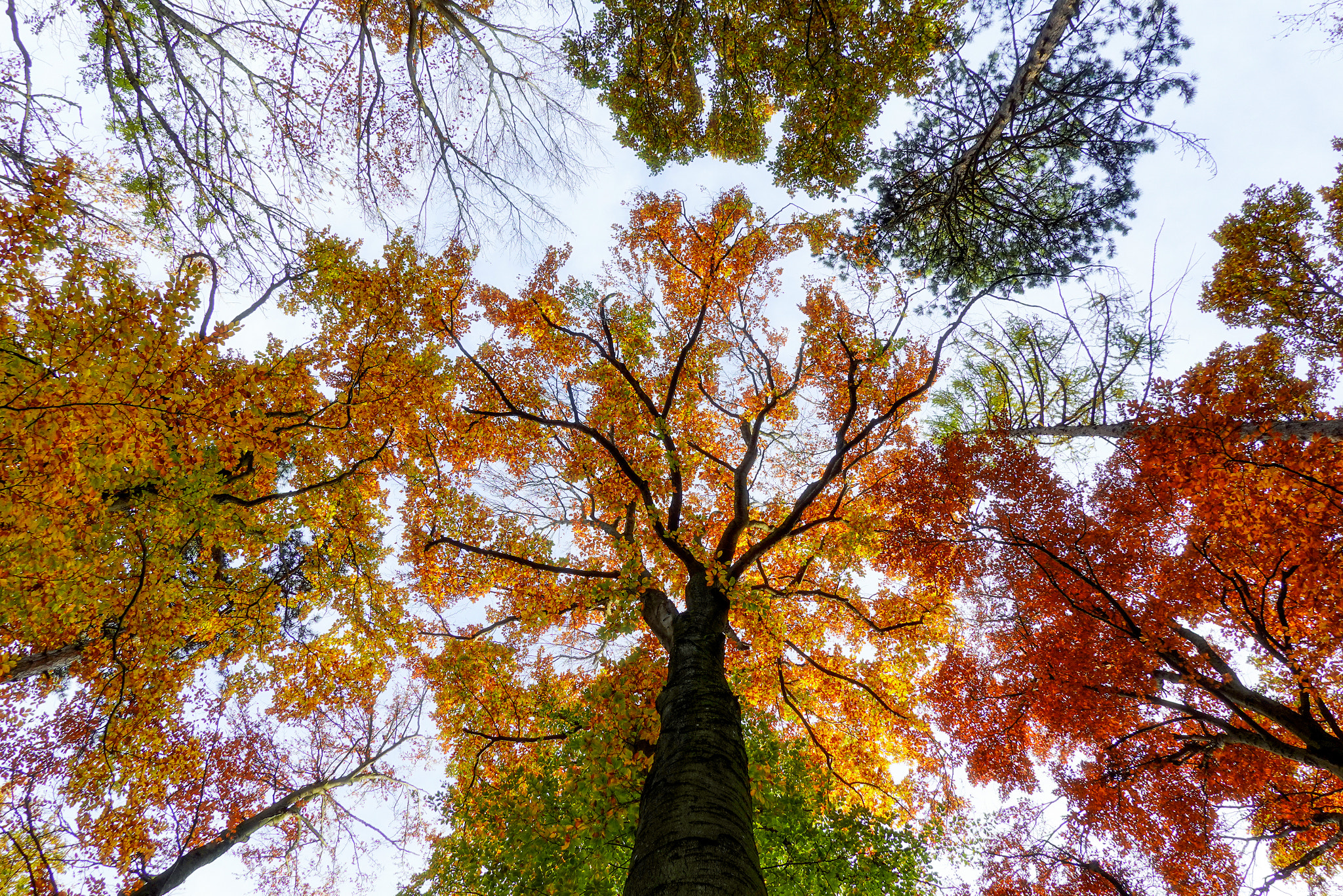 Autumn Canopy Radiating Vibrant Seasonal Change | landscape photo by ...