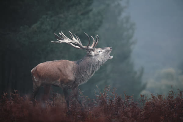 Majestic Stag Bellowing in Mist Evoking Wilderness and Power | nature ...