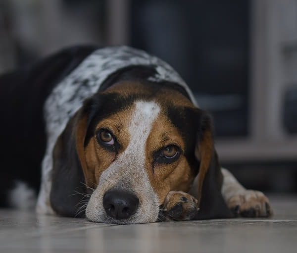 Sad Dog Rests on Floor Expressing Loneliness and Vulnerability | nature ...