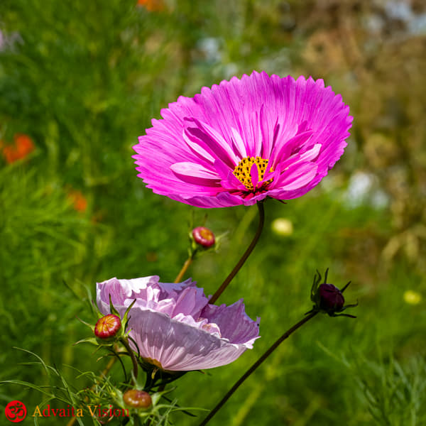 Vibrant Cosmos Flowers Displaying Delicate Beauty and Growth | nature ...