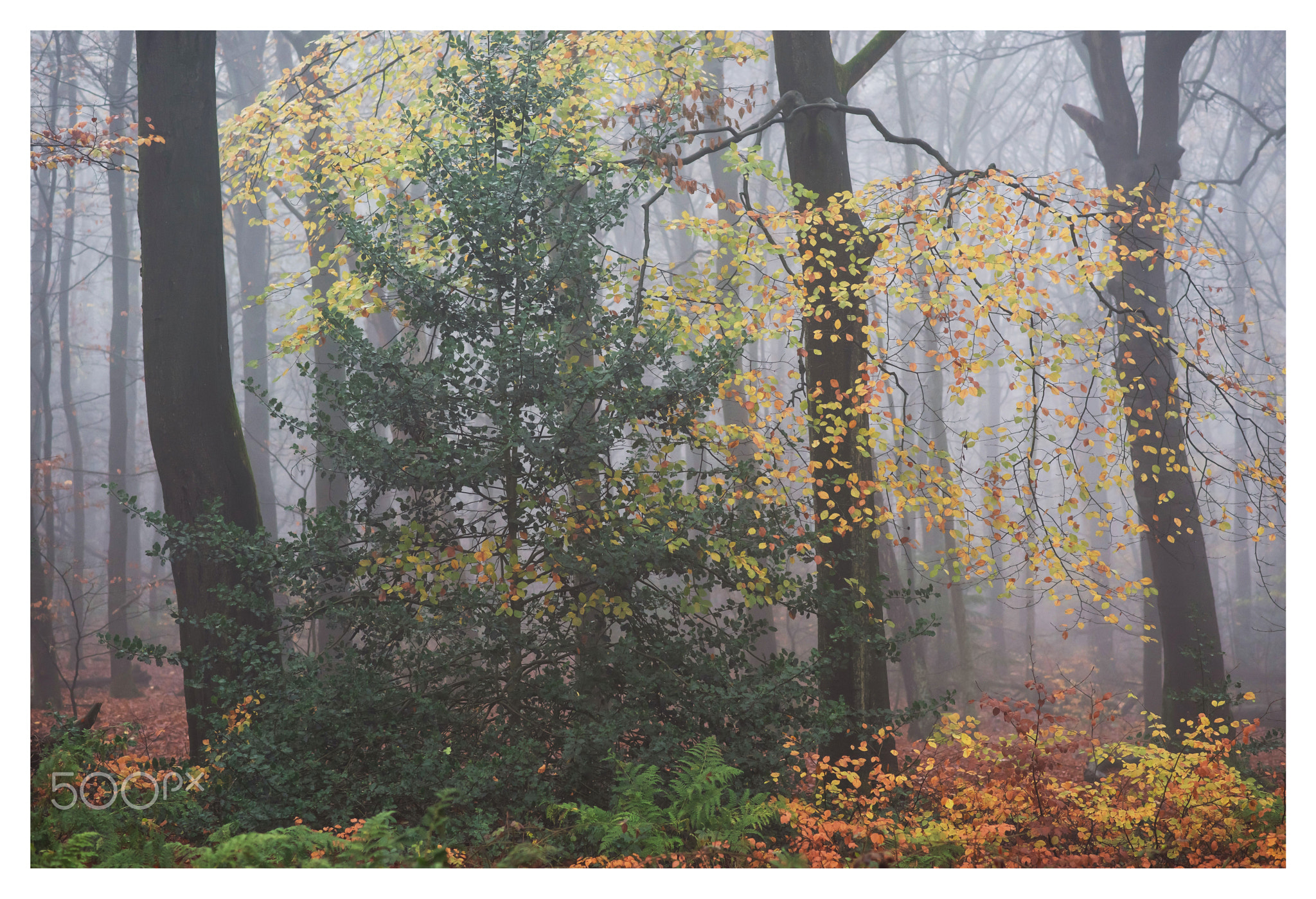 The Forest Edge by Peter Slagmolen | 500px