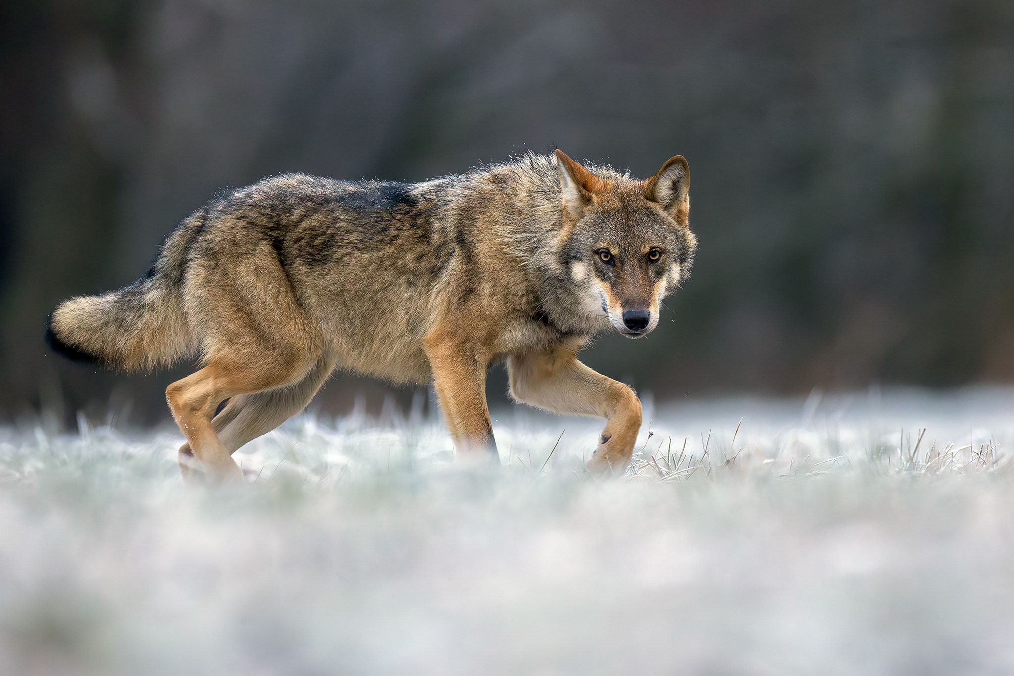 Wild Wolf Prowling Through Snow Symbolizing Resilience and Solitude ...