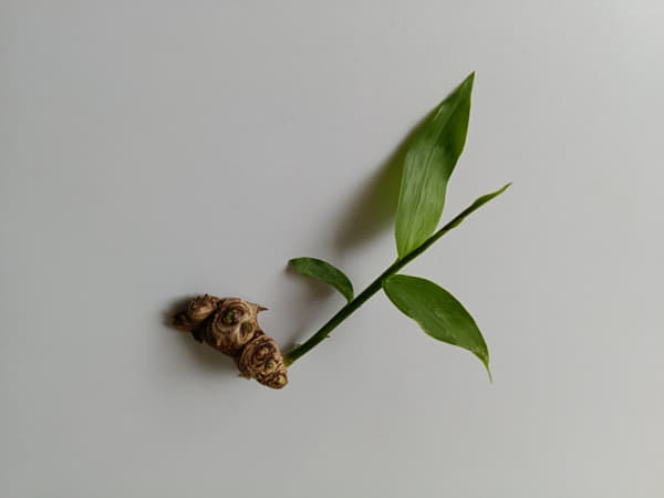 Ginger Root with Green Sprout Representing Growth and Vitality | still ...