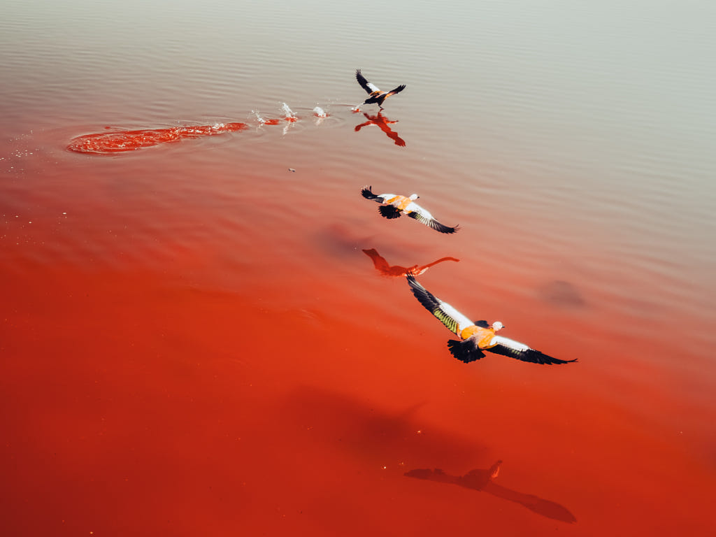 Niles by Erik Rozman | 500px