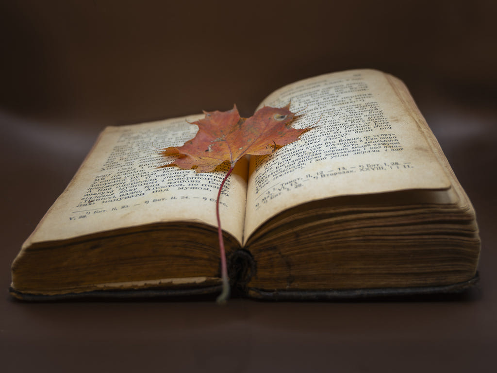 Delicate chiffon drapery on floral composition, yellow lily with by Dina (Food Photography) | 500px