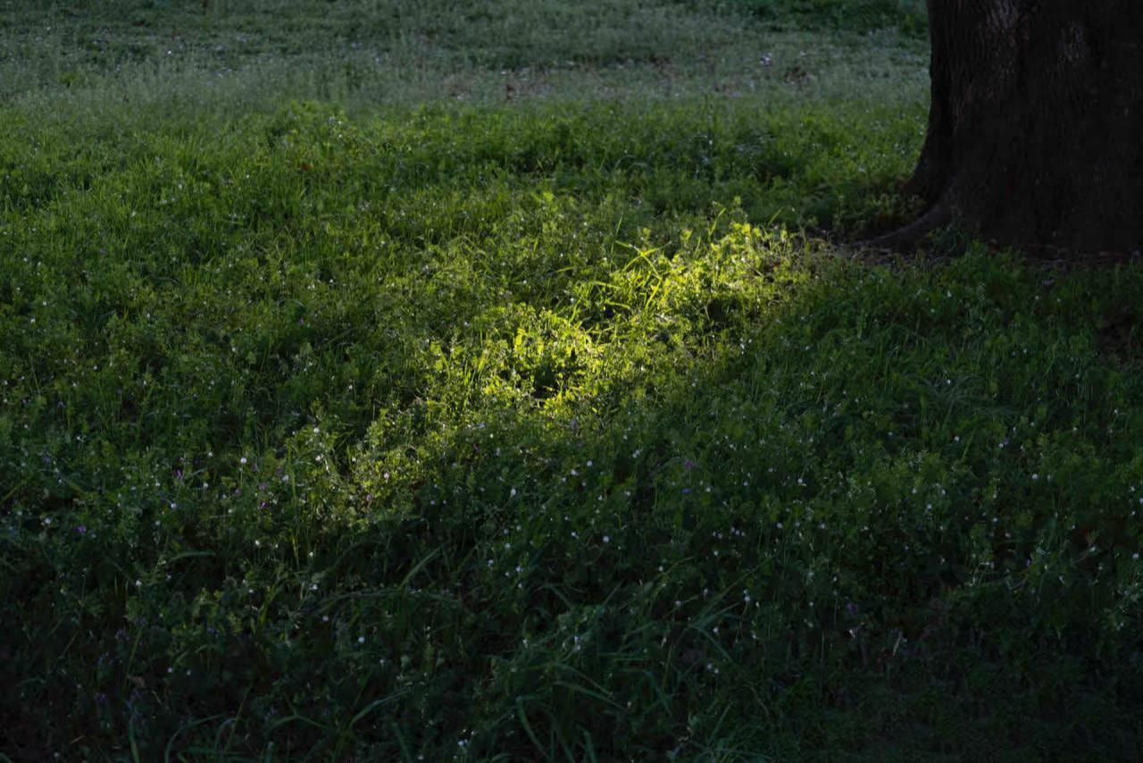 Morning Light on the Grass by Abigail Payne | 500px