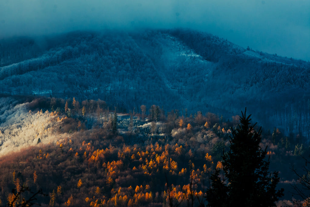 Sugar Cane Fields by Gina Pineda | 500px