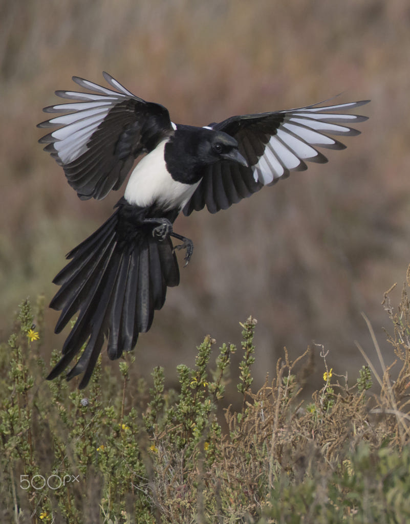 Magpie in Flight Capturing Dynamic Movement and Wild Spirit | nature ...