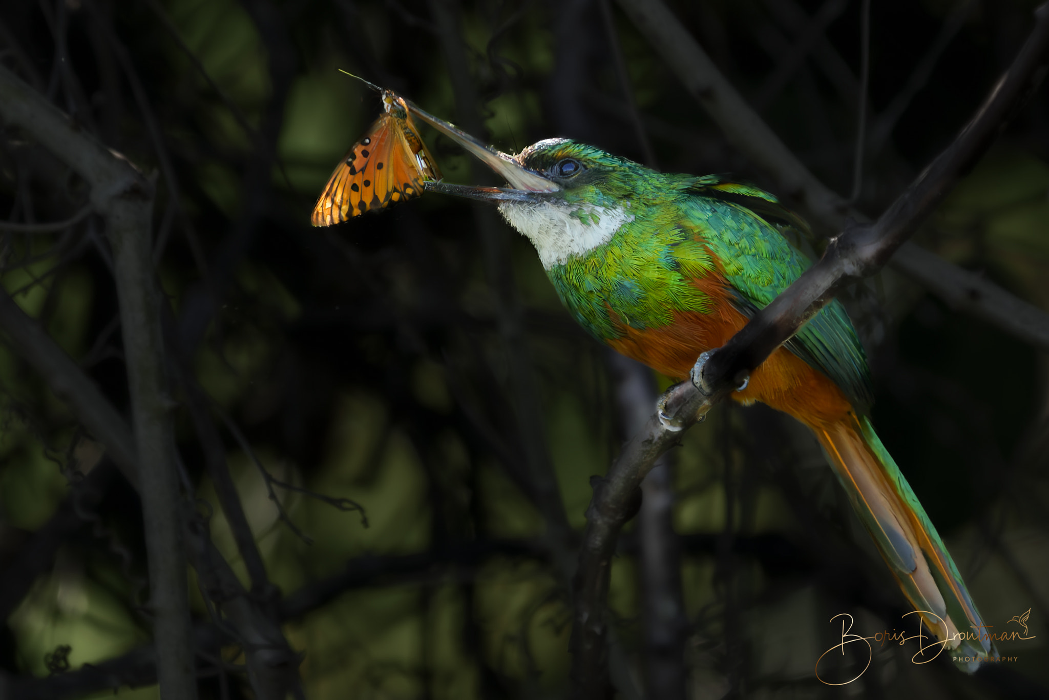 Bird with Butterfly in Beak Displaying Natural Instincts and Survival ...