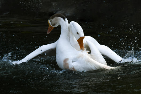 Two Swans Embrace in Water Symbolizing Love and Connection | nature ...