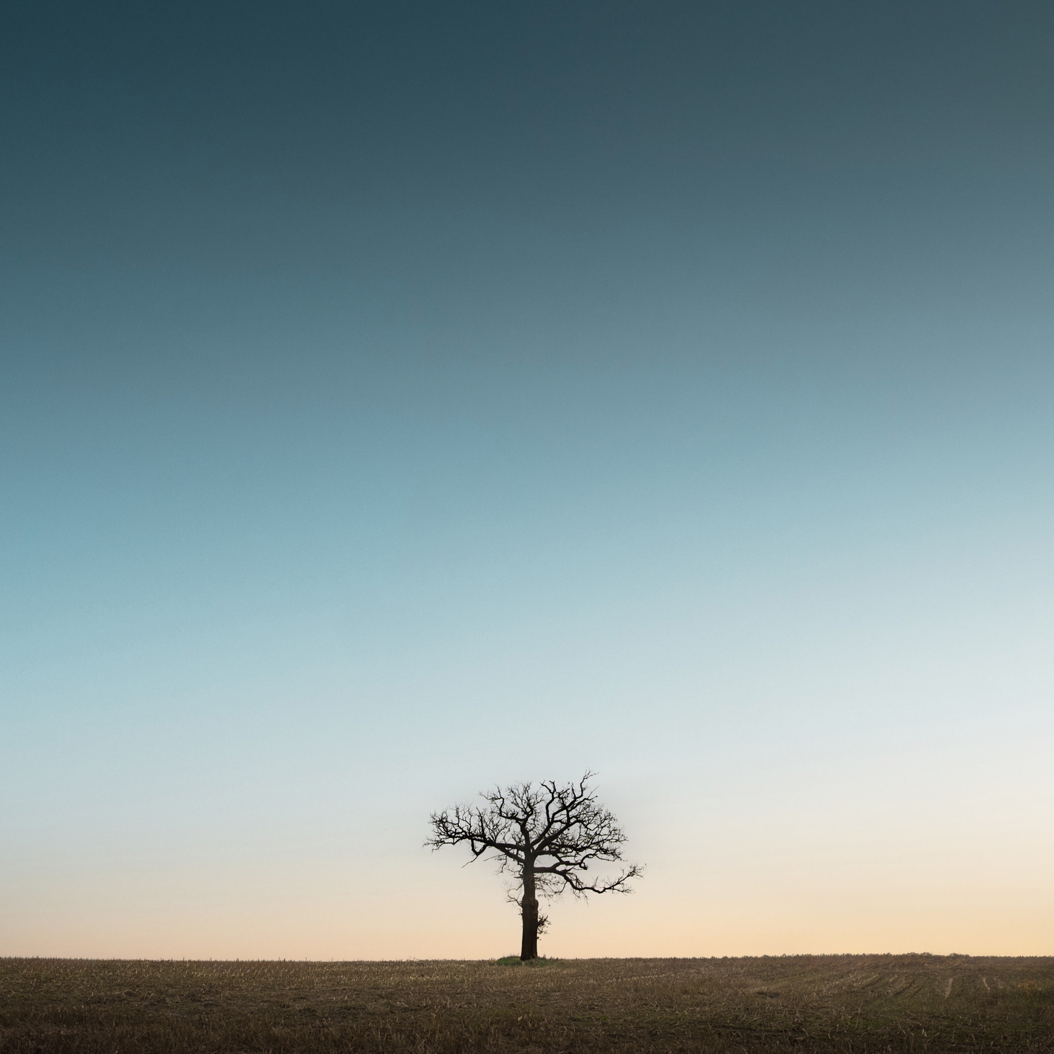 Solitary Tree on a Horizon Representing Loneliness and Hope | creative ...