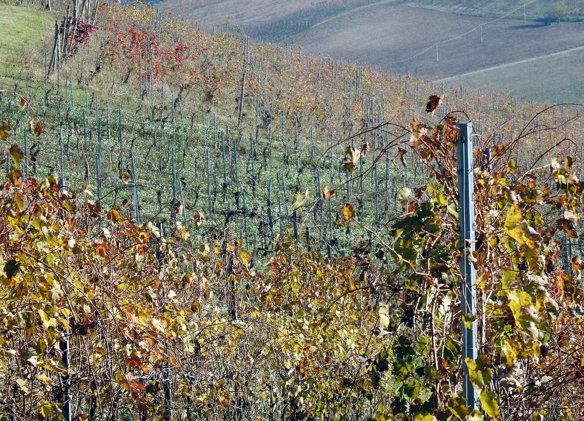 Vineyard Landscape Displays Autumn's Rich Hues | landscape photo by ...