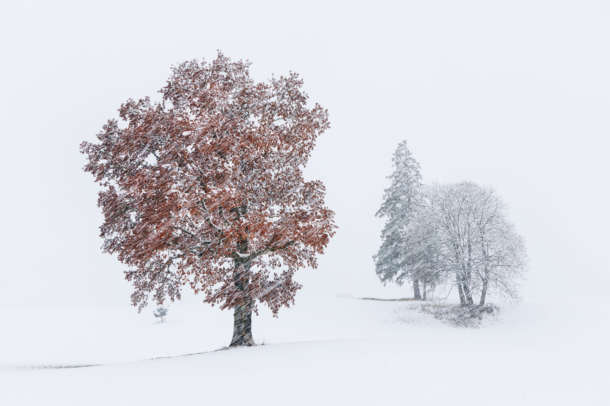 Snowy Trees in Winter Landscape Portraying Resilience | landscape photo by Birdies Landscape | 500px