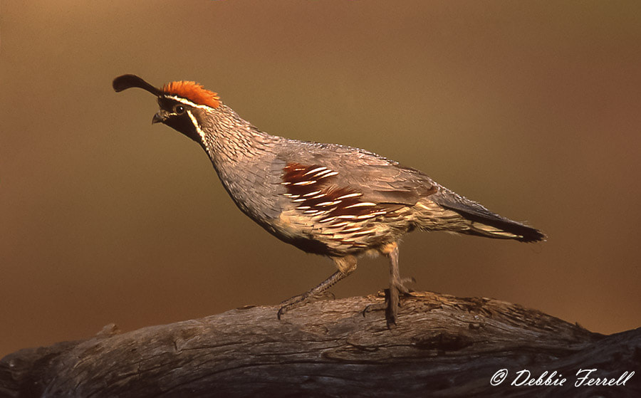 Gambels Quail by Debbie Ferrell / 500px