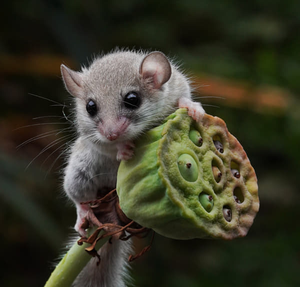 Small Rodent Clings to Seed Pod Symbolizing Resilience and Sustenance ...