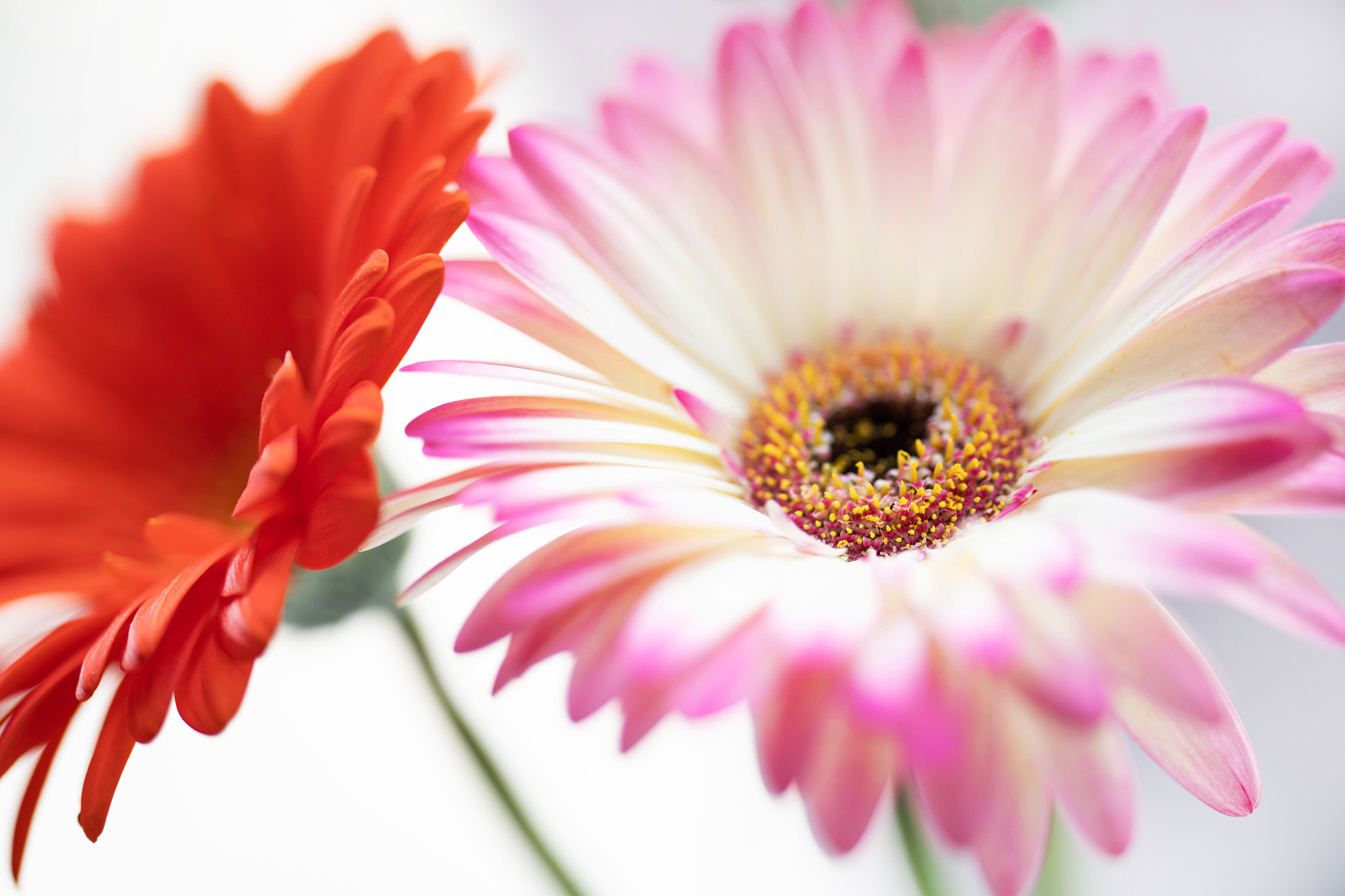 Vibrant Flowers Bloom Displaying Delicate Beauty | nature photo by Olga ...