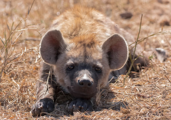Hyena Resting Revealing Vulnerability and Primal Instinct | nature ...