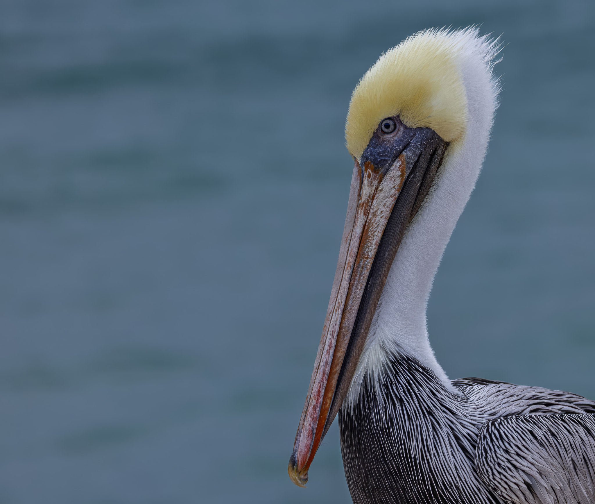 Pelican in Profile Reflecting Serenity and Natural Grace | nature photo ...