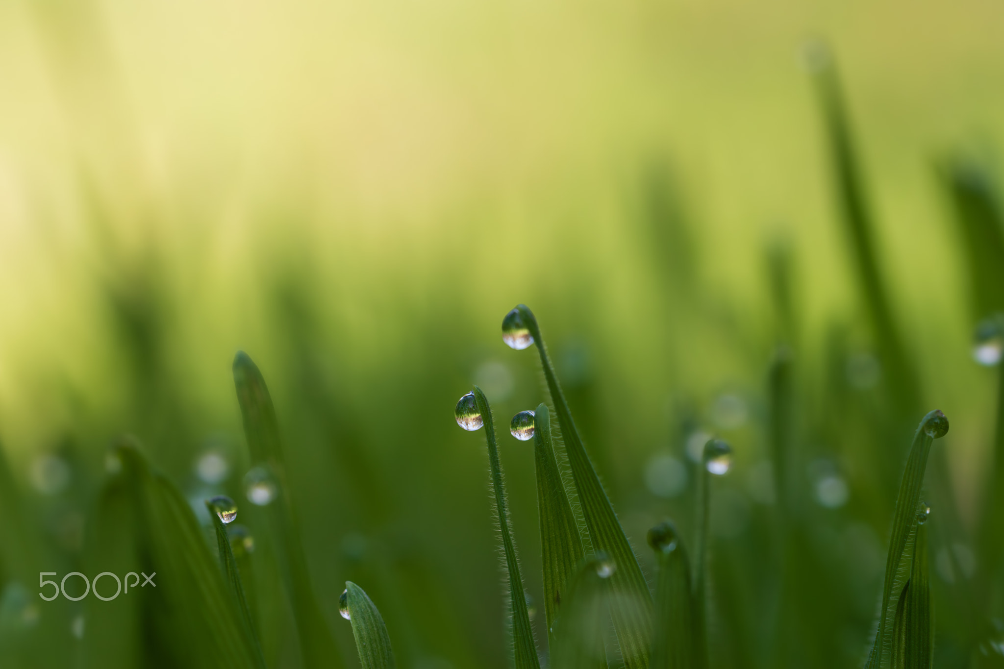 Dew Drops on Grass Evoke Freshness and Delicate Purity | nature photo ...