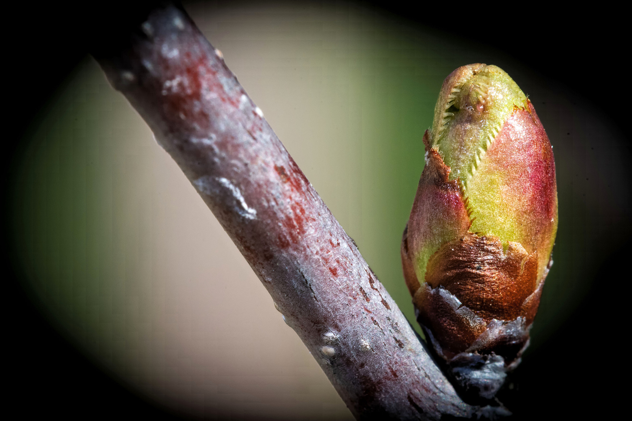 Bud on Branch Foreshadows Growth and Emerging Life | nature photo by ...