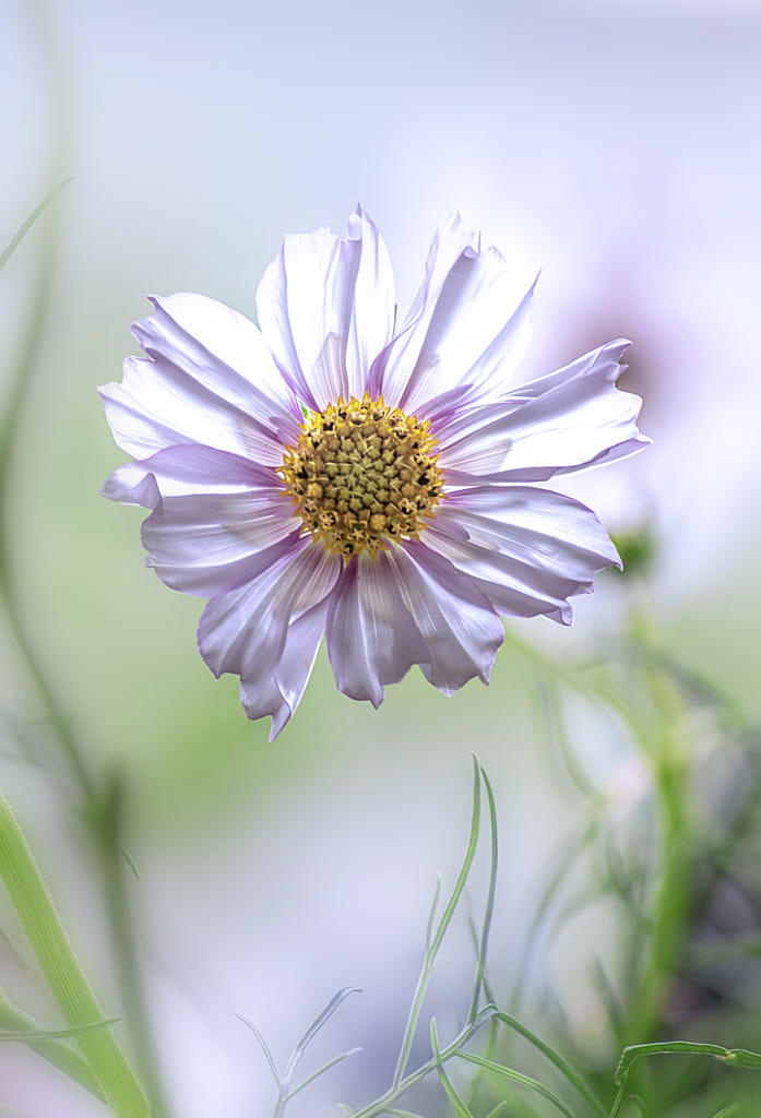 Single Daisy Blooms with Delicate Simplicity and Natural Grace | nature ...