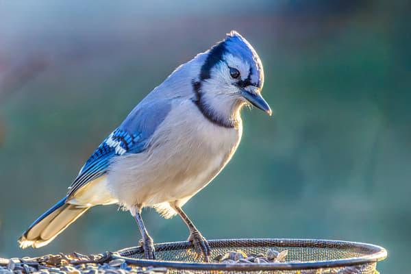 Blue Jay Perched in Sunlight Symbolizing Alertness and Natural Beauty ...