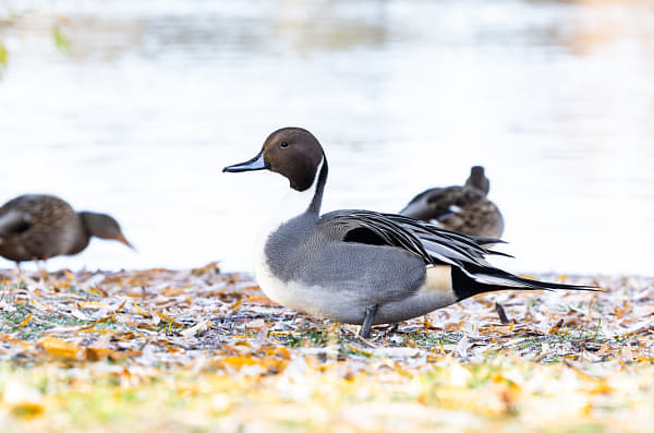 Peaceful Duck Reflects Serenity and the Calm of Nature | nature photo ...
