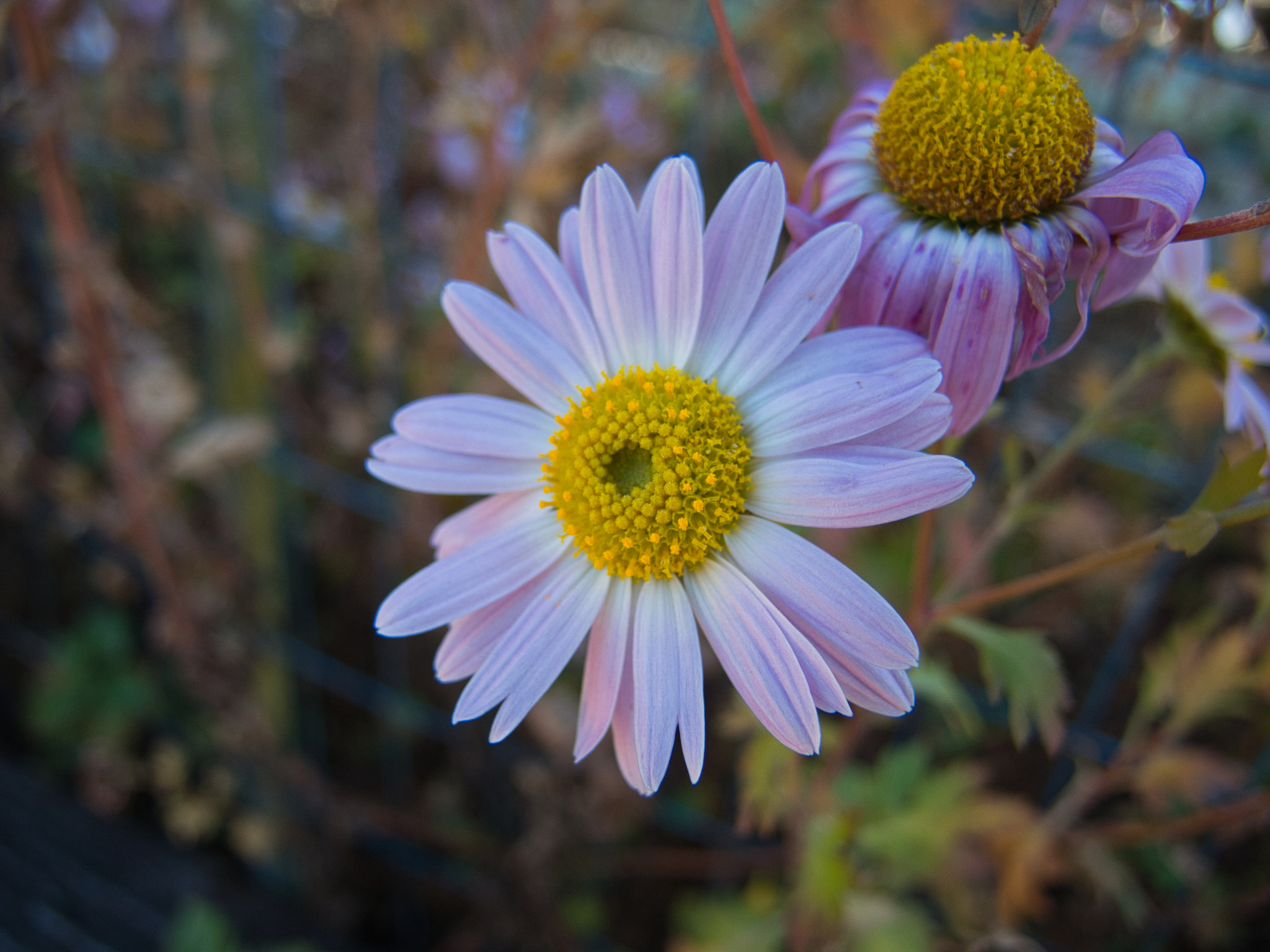 Delicate Petals Unfurl Radiating Natural Beauty and Gentle Serenity ...