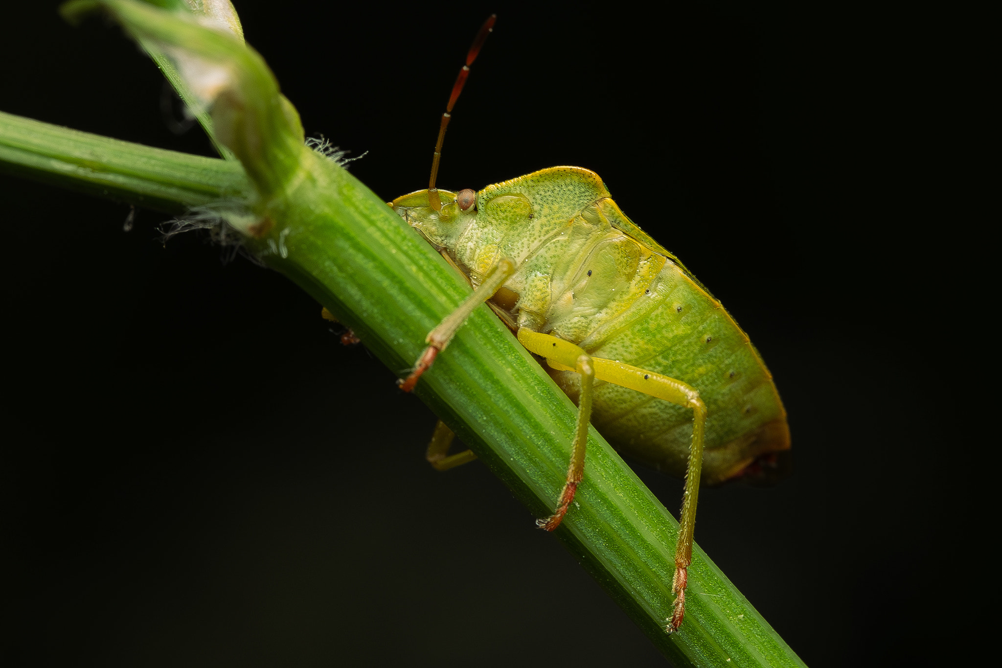 Insect Clinging to Stem, Illustrating Resilience and Nature's Detail ...