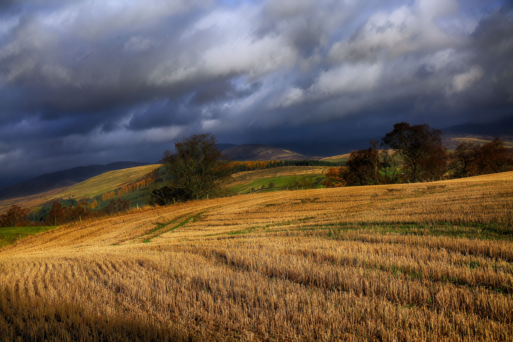 Golden Fields Embrace Dramatic Skies Symbolizing Nature's Grandeur ...