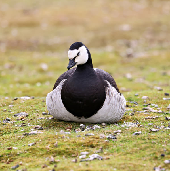 Barnacle Goose Rests Peacefully, Embodying Calm and Natural Grace ...