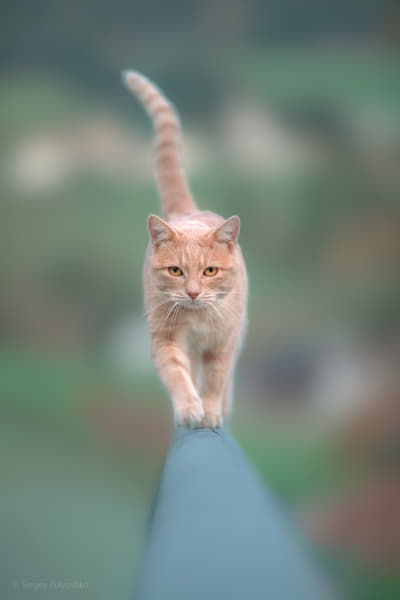 Cat Balancing on Edge Symbolizing Precarious Journey | nature photo by ...