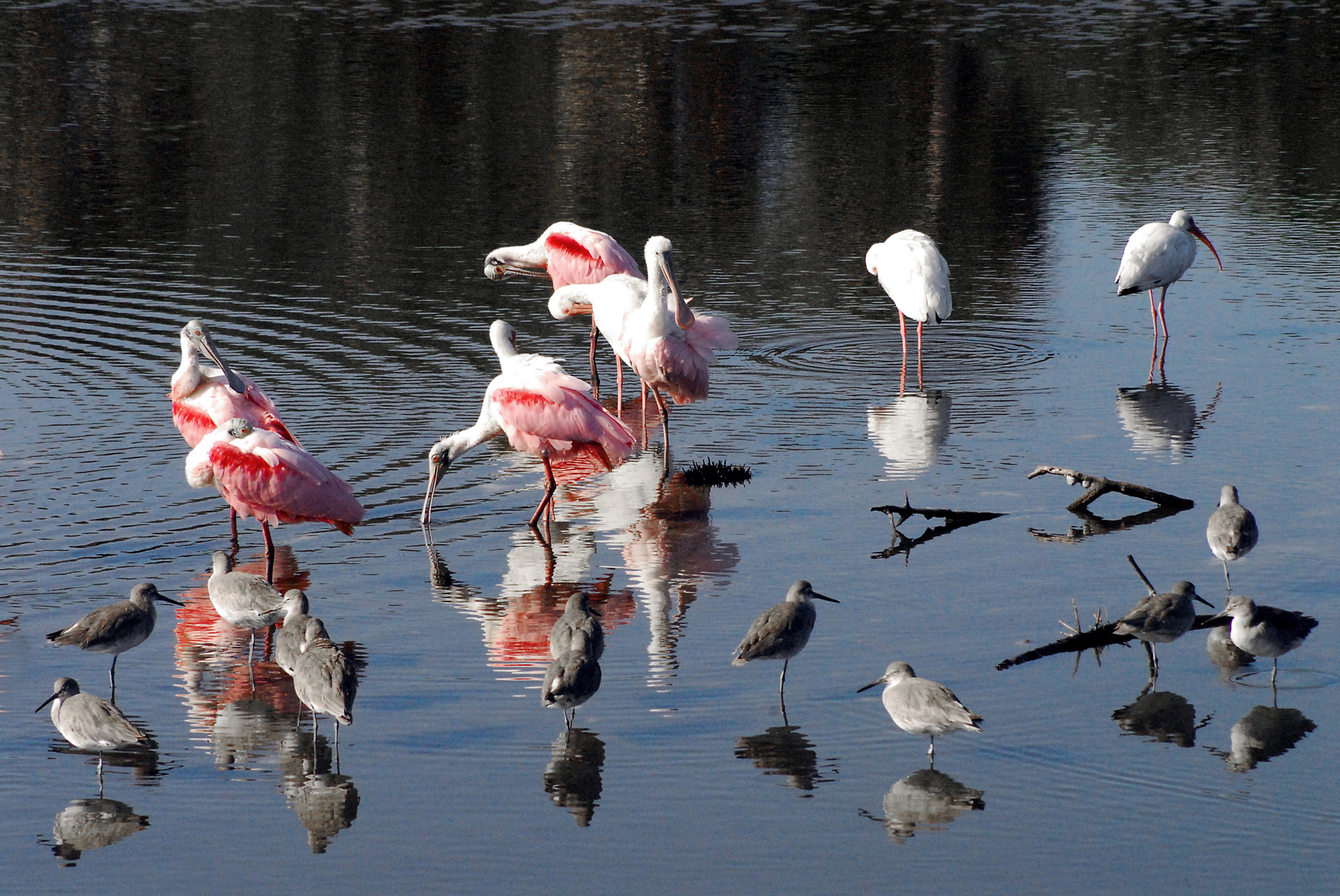 Flamingos Reflect Serenity in a Tranquil Water Habitat | nature photo ...