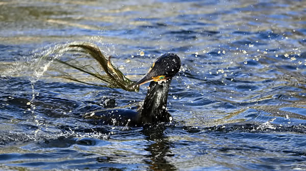 Nowhere to hide... by A. Amerikali | 500px