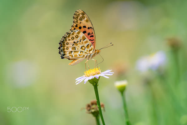 Butterfly Rests Displaying Delicate Beauty and Tranquility | nature ...