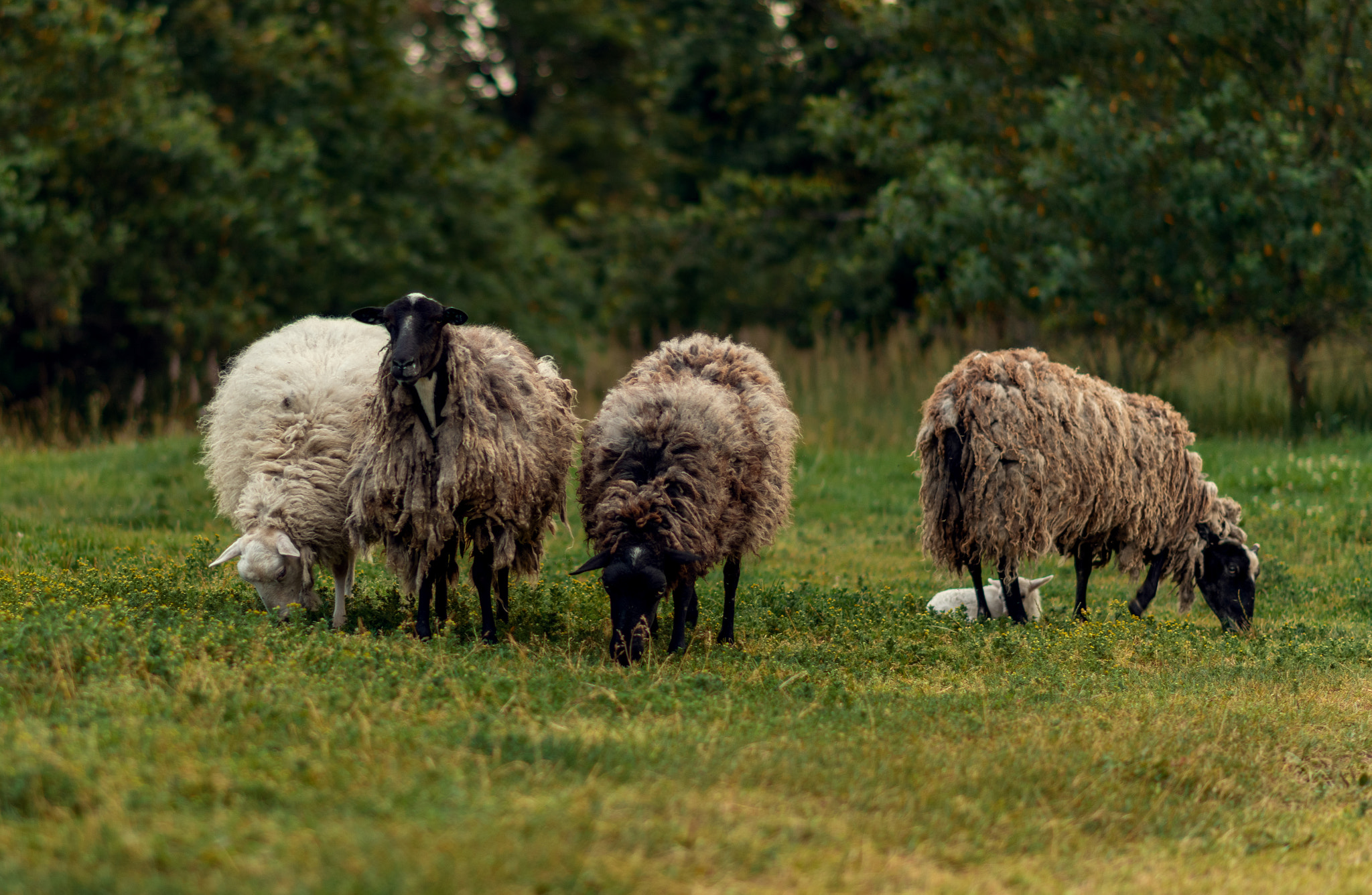 Grazing Sheep in Pasture Represent Harmony and Simple Existence ...