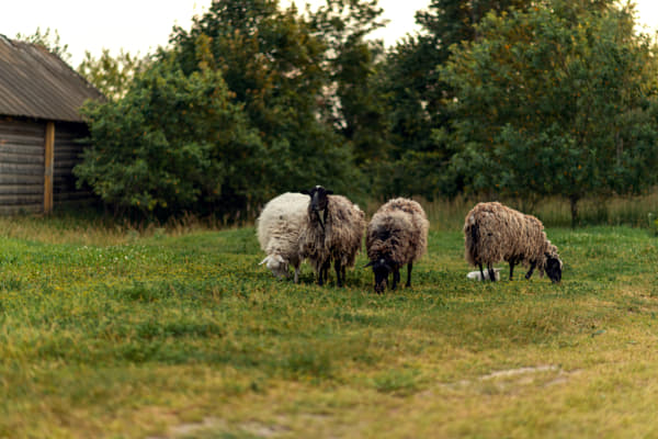 Sheep Graze in Pasture Evoking Rural Serenity and Simplicity ...
