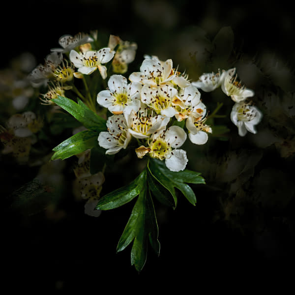 Delicate White Blossoms Against Dark Background Evoking Purity and ...