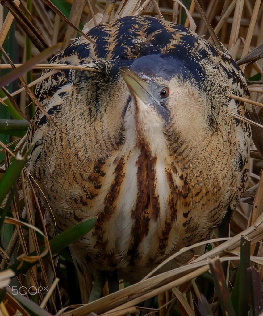 Young Bird Conceals Vulnerability and Natural Instinct | nature photo ...