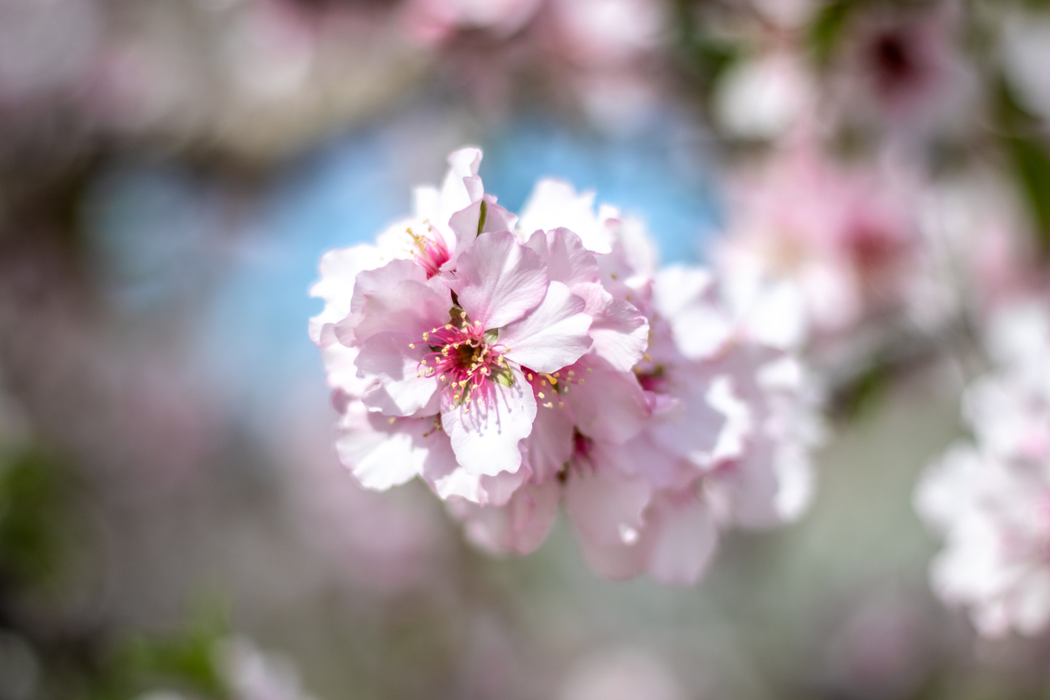 Delicate Blossoms Unveil the Essence of Spring and Renewal | nature ...