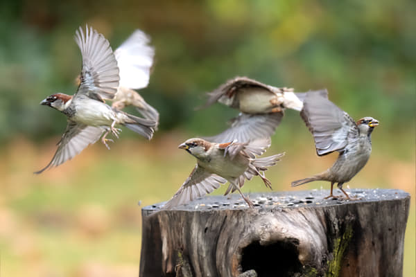 Sparrows in Flight Displaying Freedom and Community | nature photo by ...